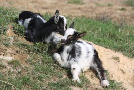 Goat Behavior Demystified - Goat Journal